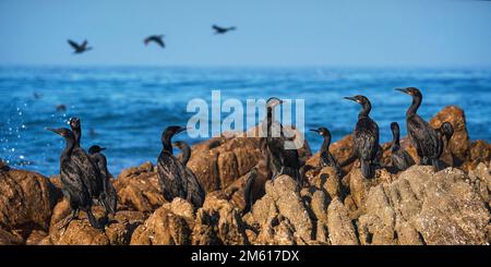 Brandt’s Cormorants sunning on the rocky coast of Monterey Bay in ...