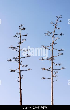 Two agave plants and clear sky Stock Photo - Alamy