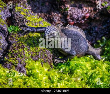 Marine Iguana, (Amblyrhynchus Cristatus) skeletal remains on Las Plaza ...