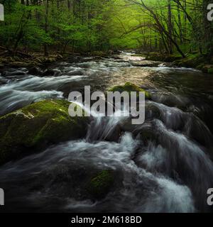 Springtime in the Tremont Section of Great Smoky Mountains National ...