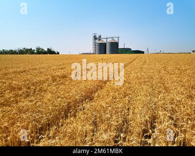 Aerial of grain elevator in front of wheat field. Drone camera above flour or oil mill plant ...