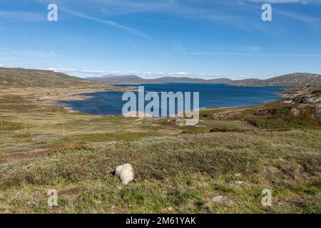 A beautiful landscape in Jotunheimvegen, Norway Stock Photo - Alamy