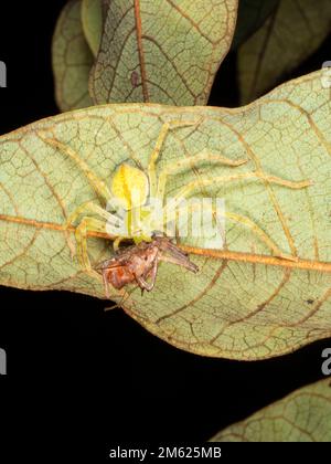 Huntsman Spider (Macrinus sp. Sparassidae) eating a cricket in the ...