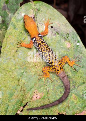 Collared Forest Gecko (Gonatodes concinnatus) on a leaf, Ecuador Stock ...