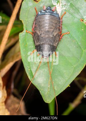 Cockroach nymph, Megaloblatta sp. in the rainforest understory ...