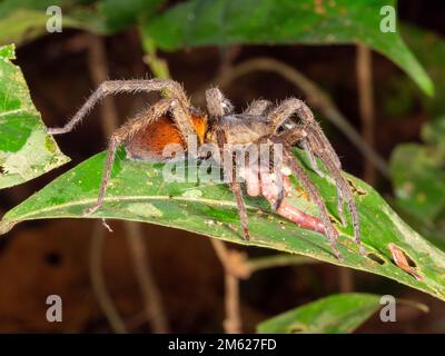 Wandering sipder (Ctenidae) eating a worm in the rainforest understory ...