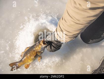 Great ice fishing catch, freshwater bass held by its mouth in ice hole ...