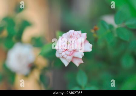 Rosa Chinensis Minima Stock Photo - Alamy