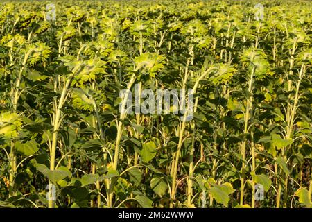 Field of back blooming sunflowers in the morning light. Background ...