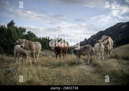 Domestic cows pasturing on grassy meadow near green forest against ...