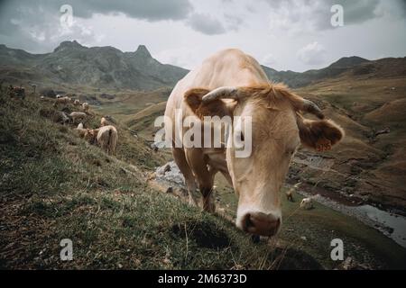 Domestic cows pasturing on grassy meadow near green forest against ...