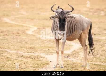 Wild gnu antelope with big antlers standing on dry grassy ground in ...