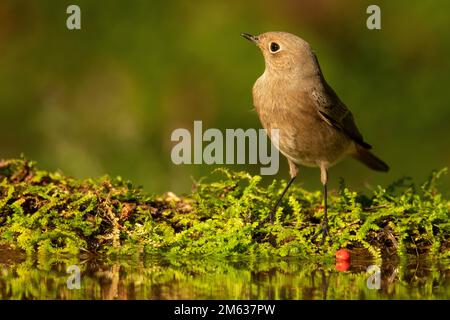 Adorable female black redstart birds with brown plumage sitting on ...