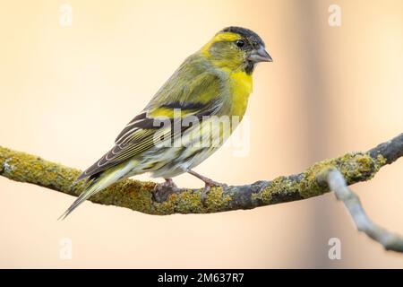 Cute male of Goldfinch Lugano bird with yellow plumage sitting on thin ...