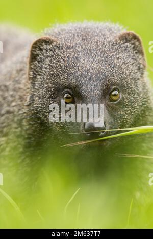 Egyptian mongoose chewing bloody feathers of bird and looking at camera ...