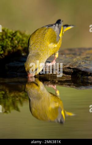 Small yellow male Lugano goldfinch sitting on rock near moss and ...