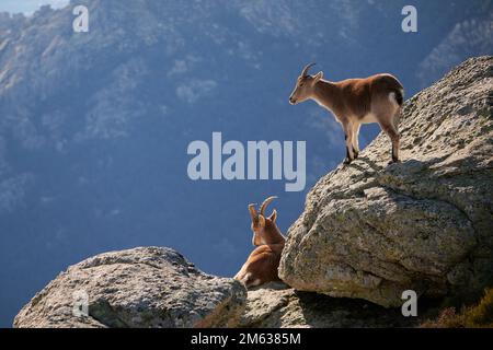 Wild mountain brown kid and nanny goats on rocky cliff against ...