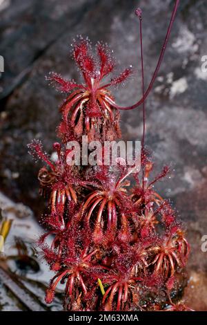 Plants of Drosera roraimae, a carnivorous sundew, in shallow water on ...
