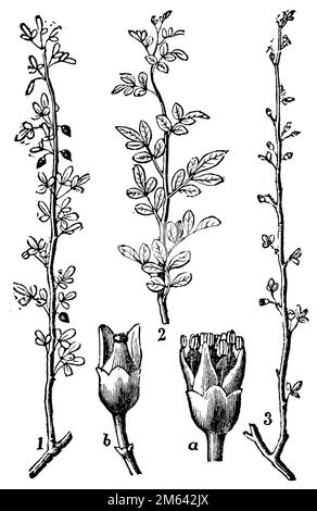 Arabian balsam tree, Commiphora gileadensis, (encyclopedia, 1893 ...