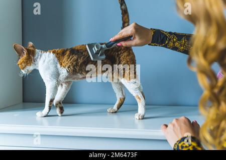 Unrecognizable woman brushing calico tortoiseshell Devon Rex cat . High ...