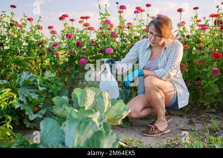 Woman spraying cabbage, pest control, spraying poison to kill insects ...