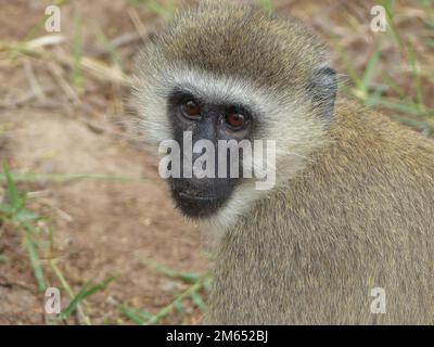 Female Velvet Monkey with her babies in the savannah in Tanzania East ...