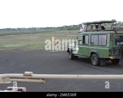 Lioness in the savannah from an off-road car car Tanzania East Africa ...