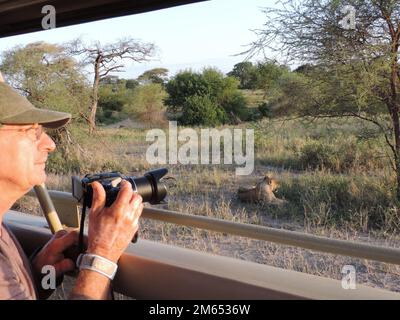 Lioness in the savannah from an off-road car car Tanzania East Africa ...