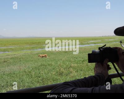 Lioness in the savannah from an off-road car car Tanzania East Africa ...