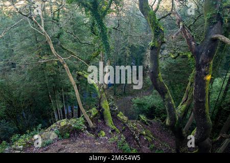 View through the trees at Avondale Park and forest in Wicklow, Ireland ...