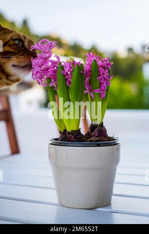 Bengal cat with hyacinth flower at home garden. Pink Hyacinth flower in ...