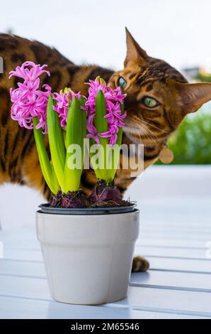 Bengal cat with hyacinth flower at home garden. Pink Hyacinth flower in ...