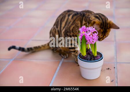 Bengal cat with hyacinth flower at home garden. Pink Hyacinth flower in ...