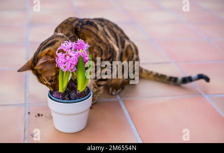 Bengal cat with hyacinth flower at home garden. Pink Hyacinth flower in ...
