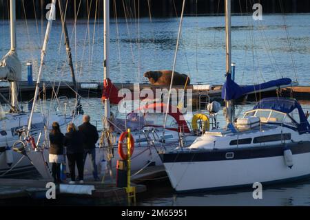 People look at a walrus at the Royal Northumberland Yacht Club in Blyth ...