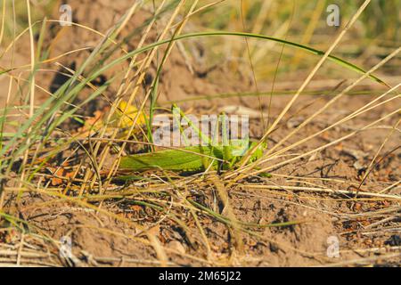 Green grasshopper in grass. Green locusts in yellow grass and autumn ...