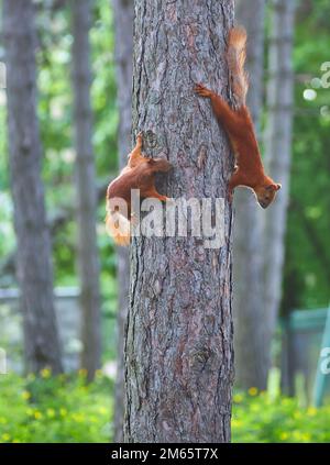 The squirrel with nut sits on a branches in the spring or summer. Eurasian red squirrel, Sciurus ...