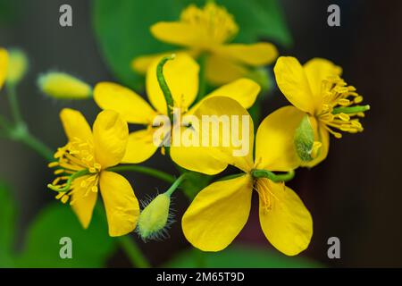 Bright yellow Celandine Poppy, on a green leafy background. Stylophorum ...