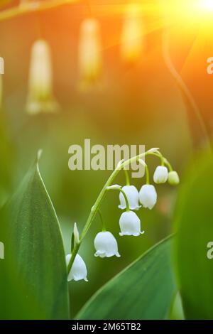 Bunch of tender white spring lilies of valley. Studio Photo Stock Photo ...