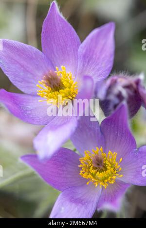 Pasque flower, National park Podyji, Southern Moravia, Czech Republic ...