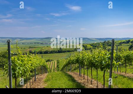 Vineyards near Mailberg, Lower Austria, Austria Stock Photo - Alamy