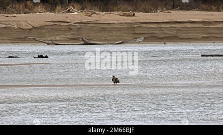 A juvenile bald eagle rests on a tree on the banks of the Susquehanna ...