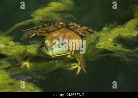 A green American bull frog is floating in a pond with algae Stock Photo ...