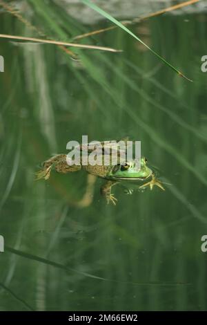 Green American bull frogs are floating in a pond with algae Stock Photo ...