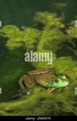 A green American bull frog is floating in a pond with algae Stock Photo ...