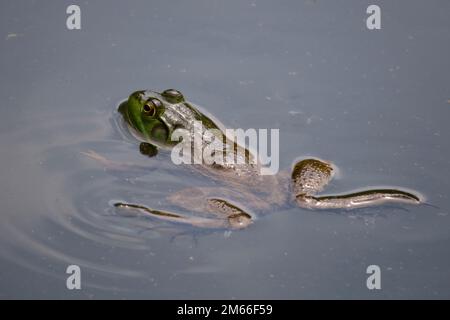A green American bull frog is floating in a pond with algae Stock Photo ...