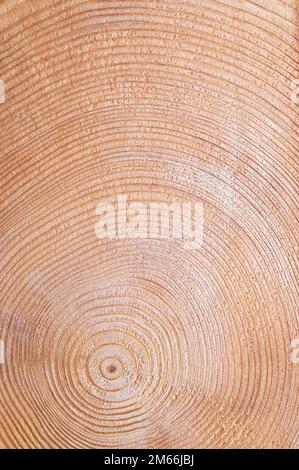 Annual rings; spruce; picea; abies; Norway spruce; annual ring; ring of ...