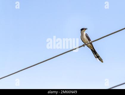 A low angle shot of a Pied Cuckoo looking into camera from wire against ...