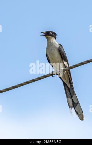 A low angle shot of a Pied Cuckoo looking into the Camera against blue ...