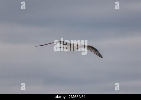 Seagull in the ocean of Senja Island, Norway Stock Photo - Alamy